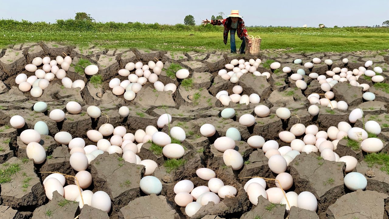 Wow, wow, weird, weird, a woman picked up a lot of duck eggs in a crack ...