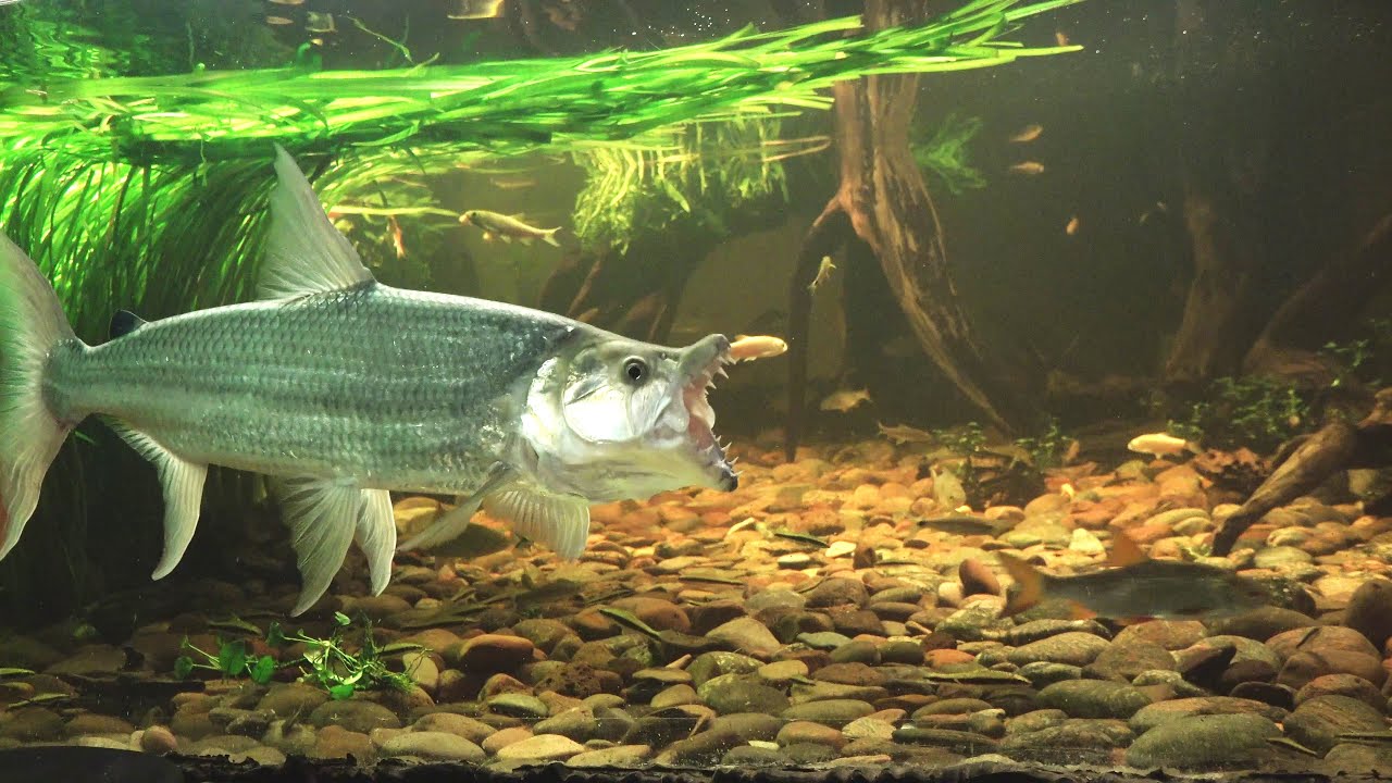 big goliath tigerfish relaxing - YouTube