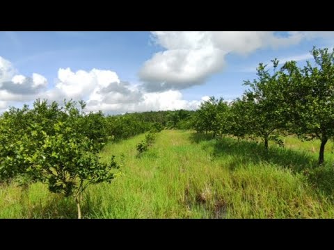 LAHAN RAWA PASANG SURUT SEBAGAI LAHAN BUDIDAYA PERKEBUNAN TANAMAN JERUK ...
