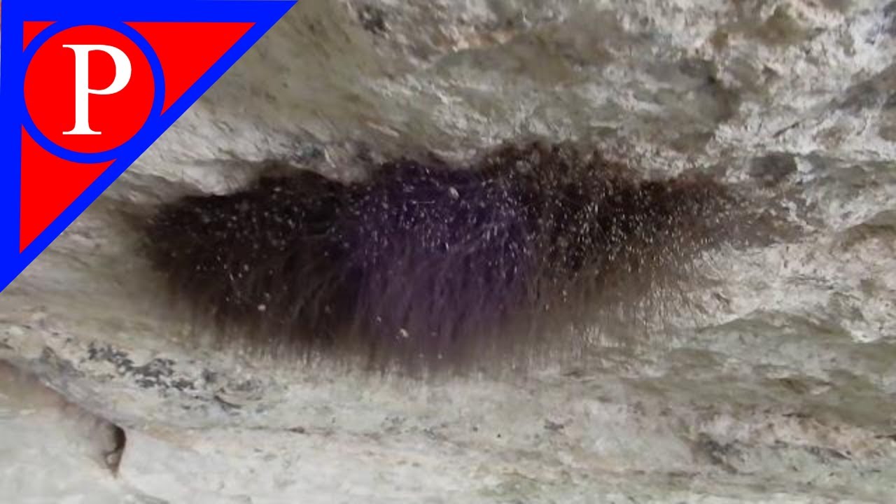 Amazing, Well over 1000 Daddy long legs Spiders staying cool in the ...