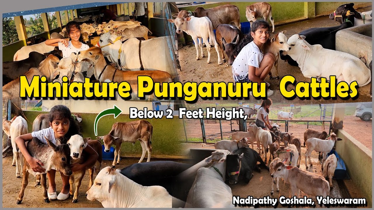 Adorable Miniature cows with me Early morning 😍 in my farm #vlog #model ...