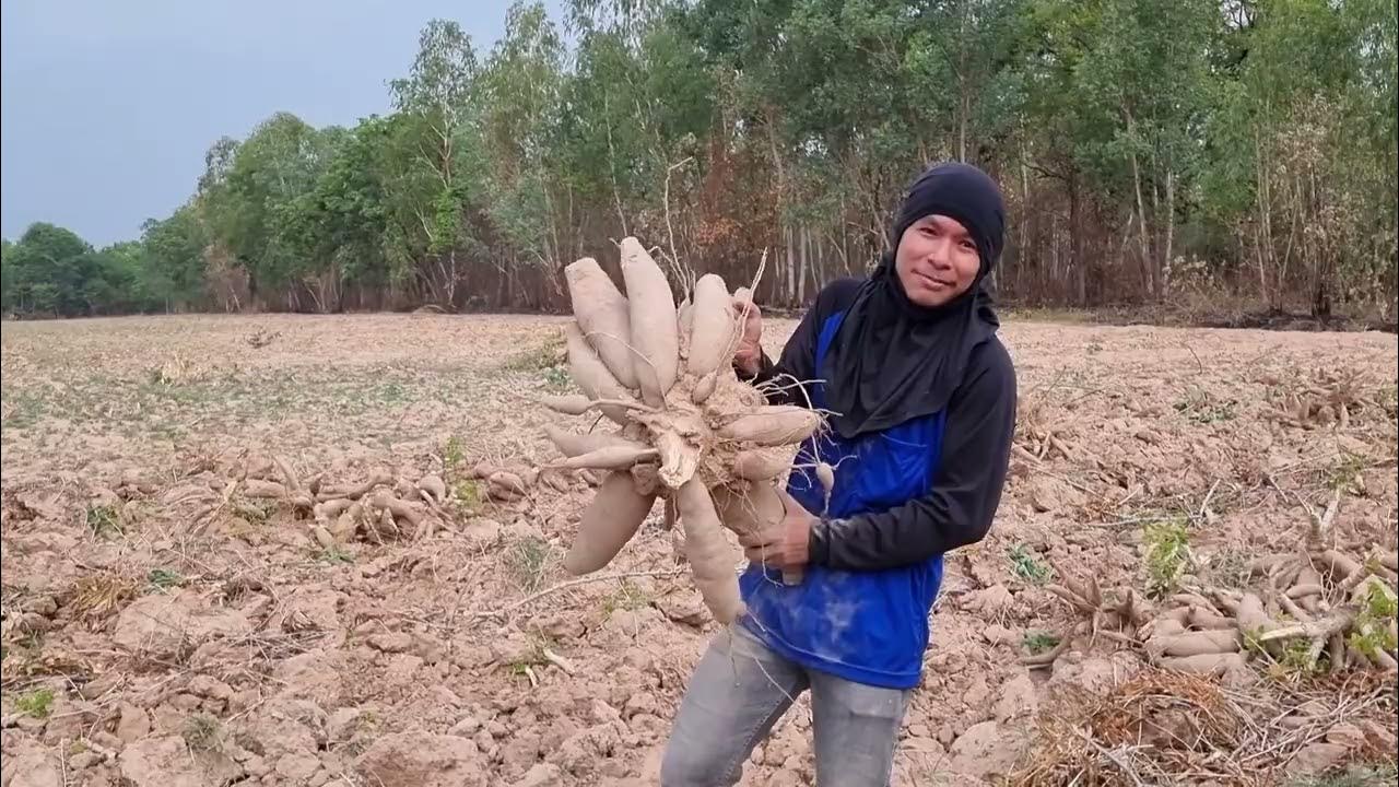 มันสำปะหลัง CMR 89 ดูแลแบบไหนลักษณะหัวแตกดีไหมมาชมกันเลย - YouTube