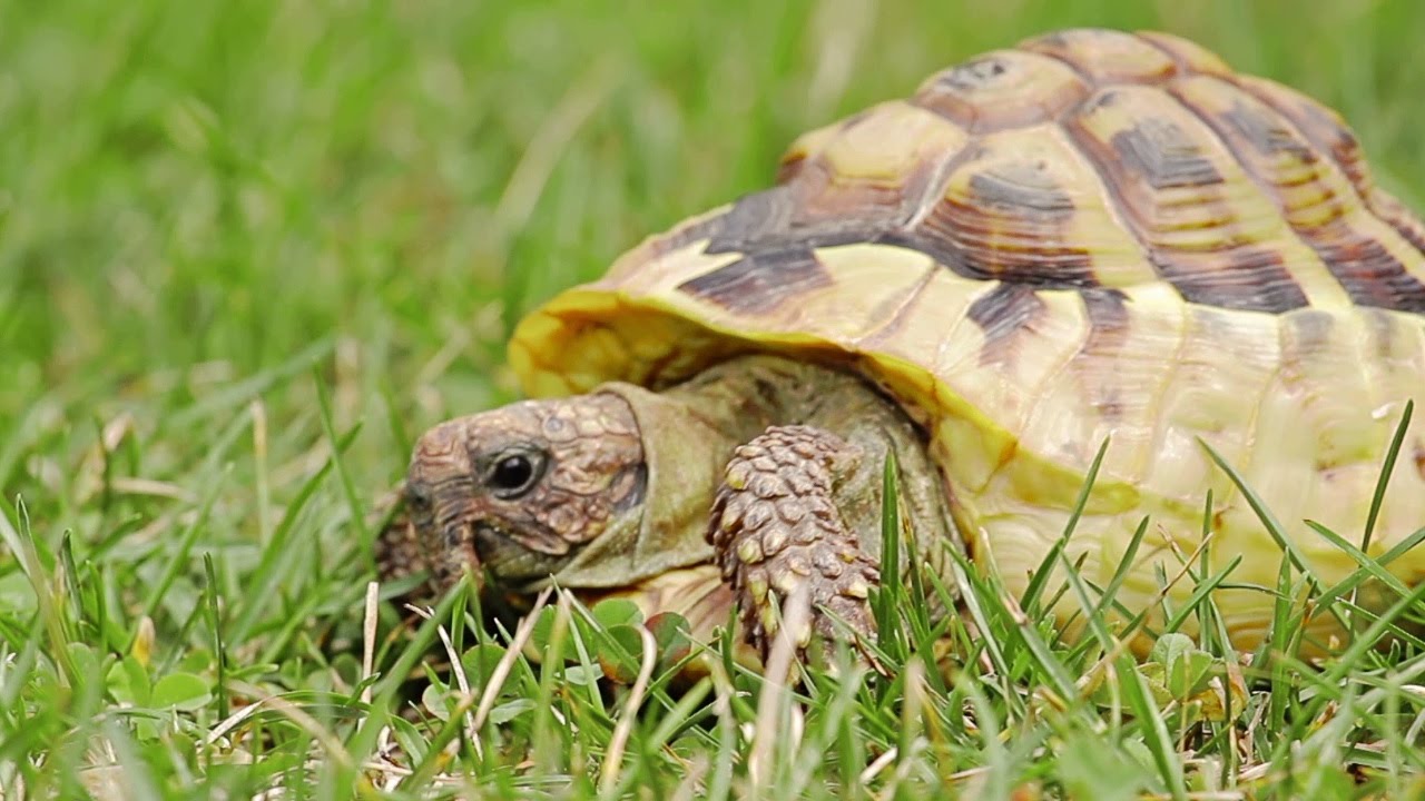 The Tortoise & the Hair - YouTube