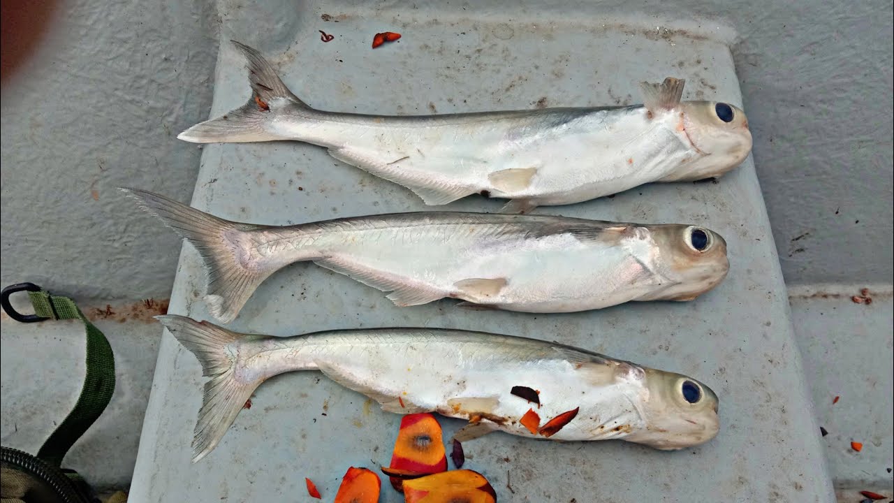 Teknik Mancing Ikan lawang Atau Ikan Juaro Paling Mujarab | Sungai ...