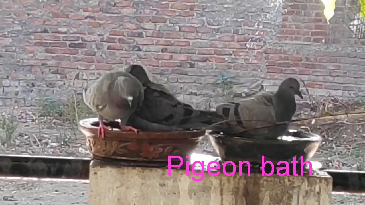 # 11 Birds Movements - YouTube