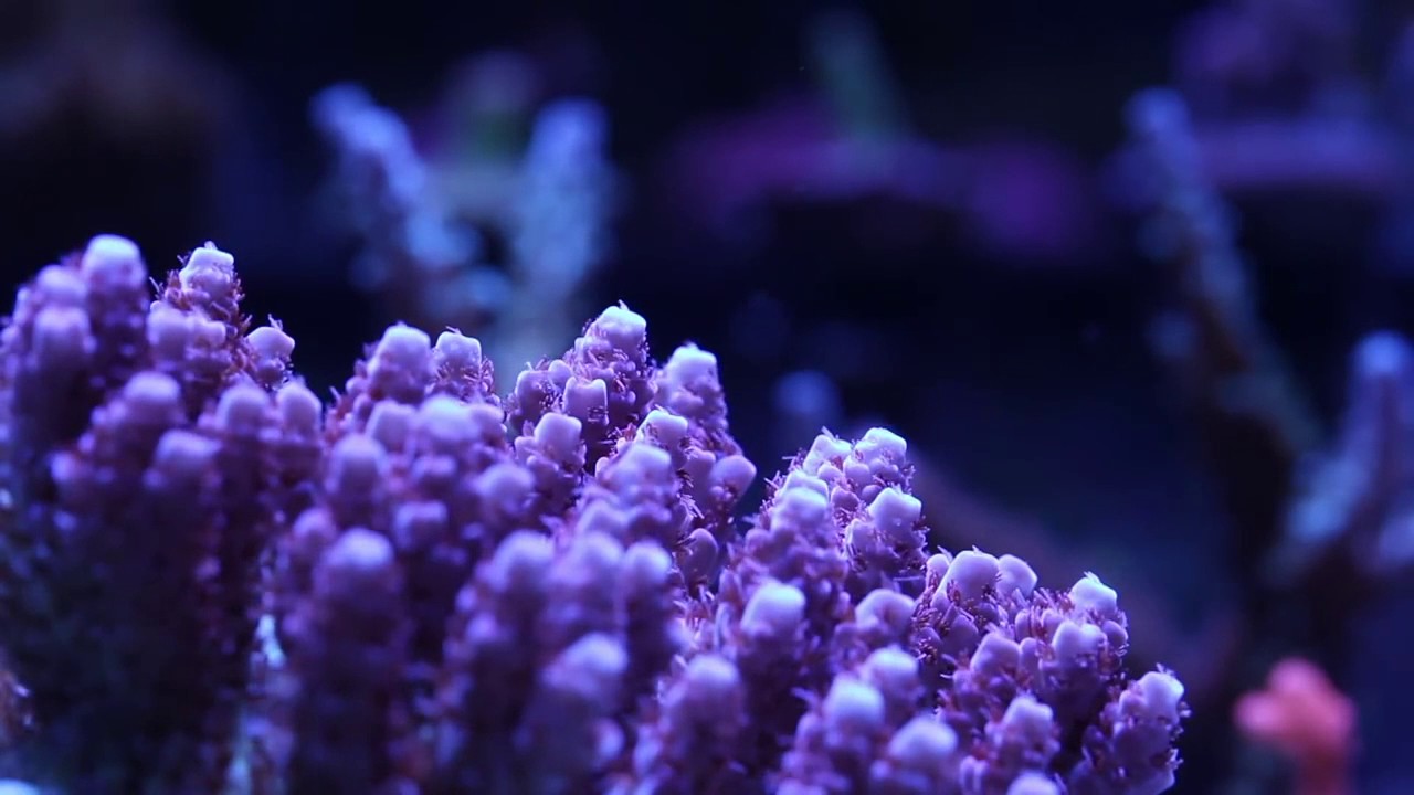 Millepora Acropora Coral - YouTube