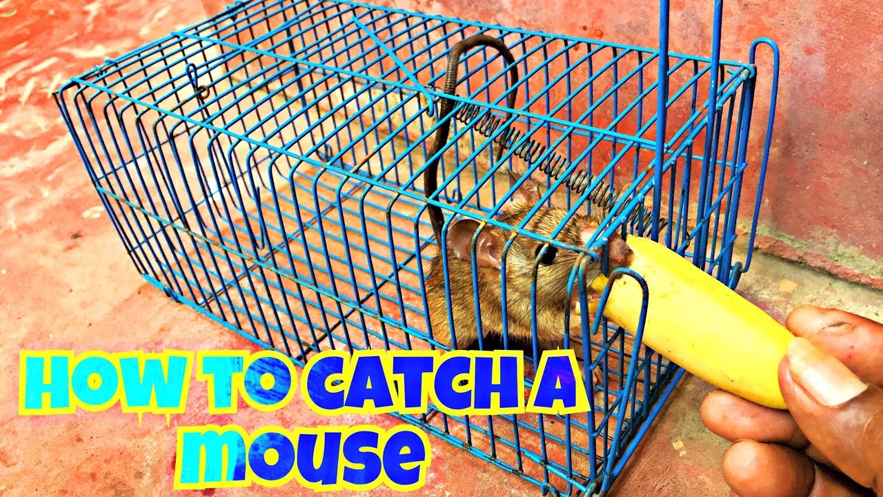 how to catch the mouse in tricky | what’s next - YouTube