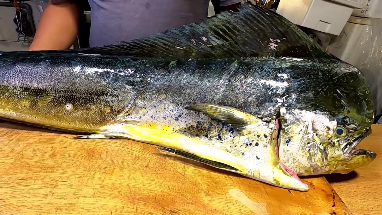 GIANT MAHI MAHI FISH (Dolphin Fish) 鬼頭刀 - Taiwanese Street Food - YouTube
