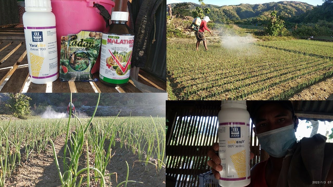 taniM December 10 nag apply YARA Vita Zintrac 700 & Malathion ...