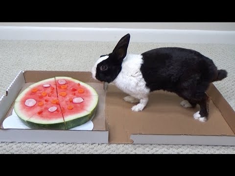 Rabbit eating watermelon pizza ASMR!