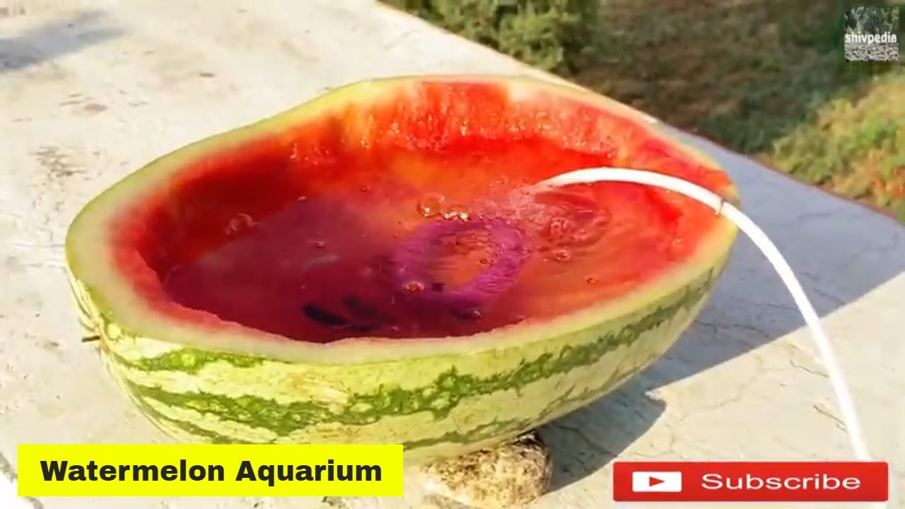 Watermelon Aquarium - YouTube