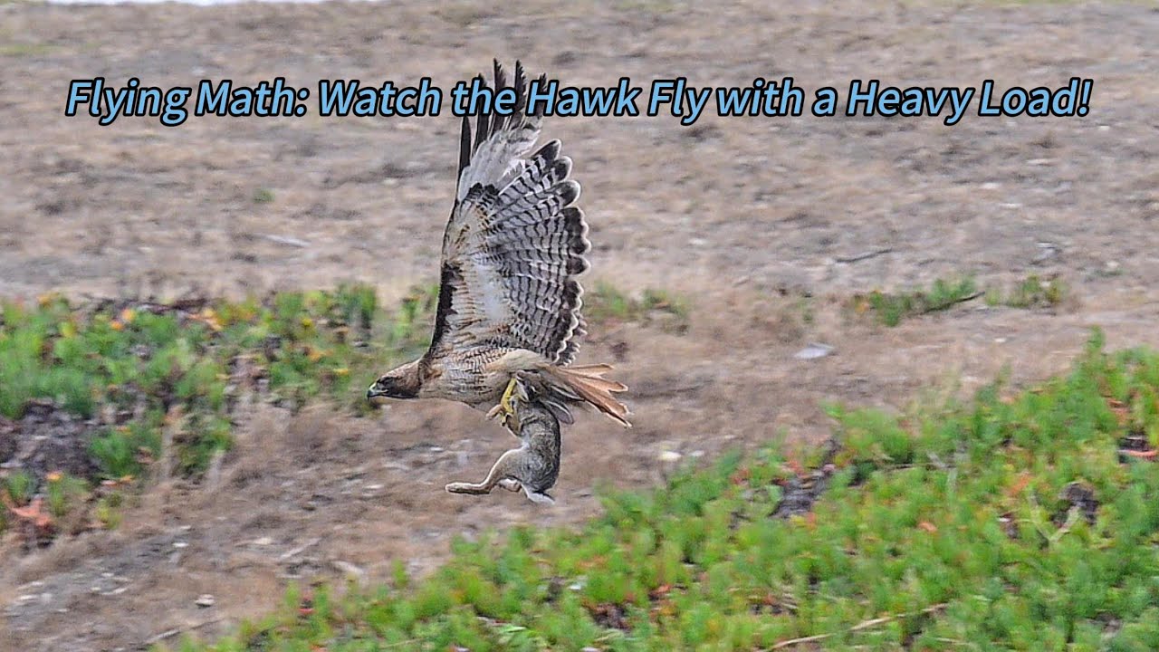 Flying Math & Nature Wonders — For Curious Young Minds - YouTube