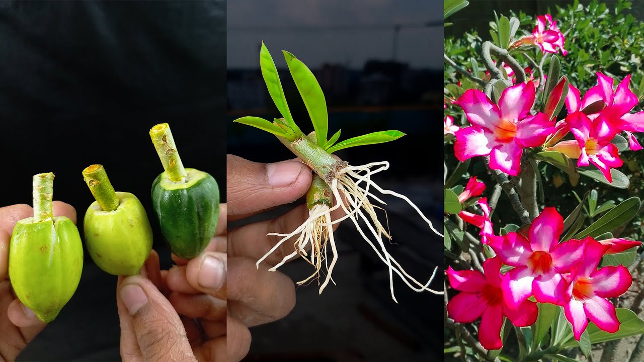How to grow adenium from cuttings || Desert rose from cuttings - YouTube