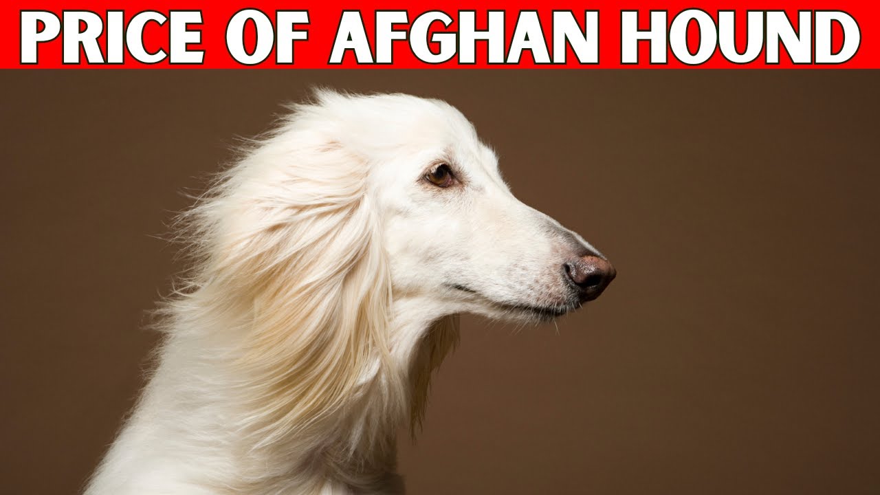 Price of Afghan Hound Dog | How Much is an Afghan Hound Dog? - YouTube
