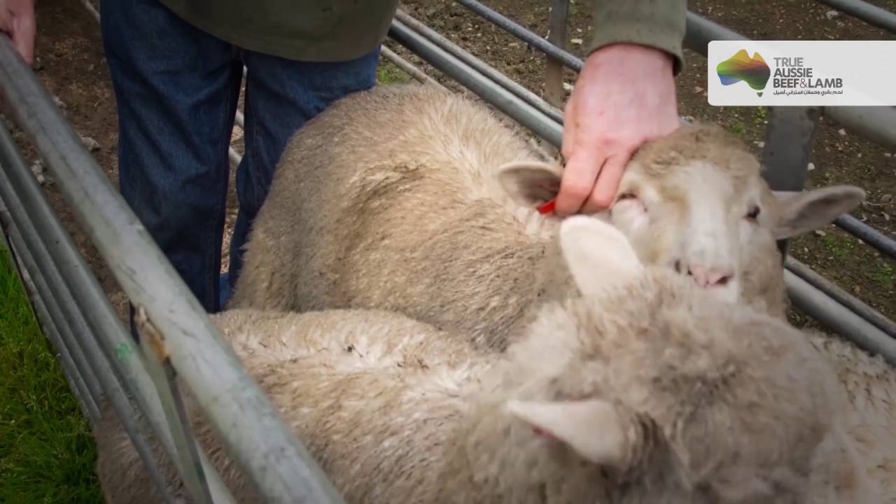 About True Aussie Lamb and Beef - YouTube