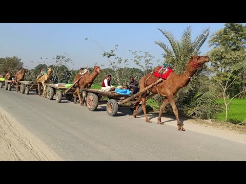 Camels going to way on the road in relax mood - YouTube