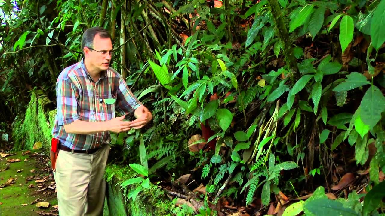 Fern Hybrids: Adiantum (Maidenhair) Example (with Robbin C. Moran ...