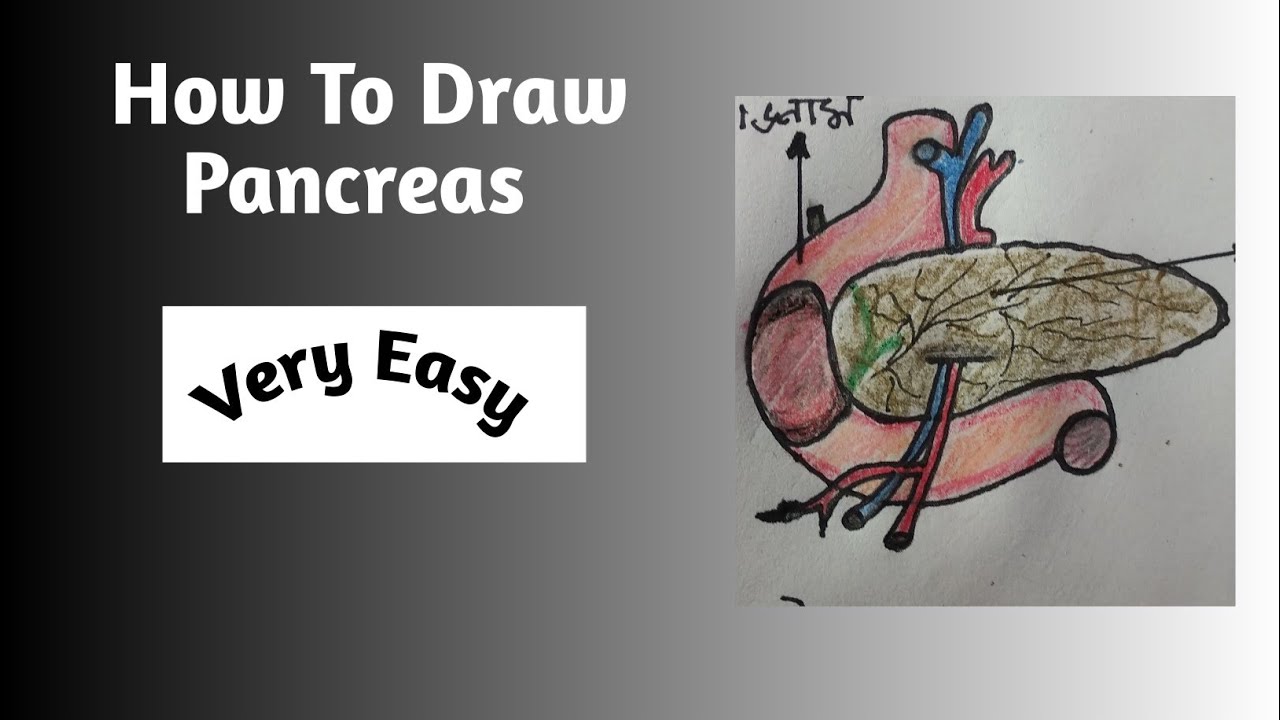How To Draw Pancreas With Colour|| (Pancreas Diagram) - YouTube