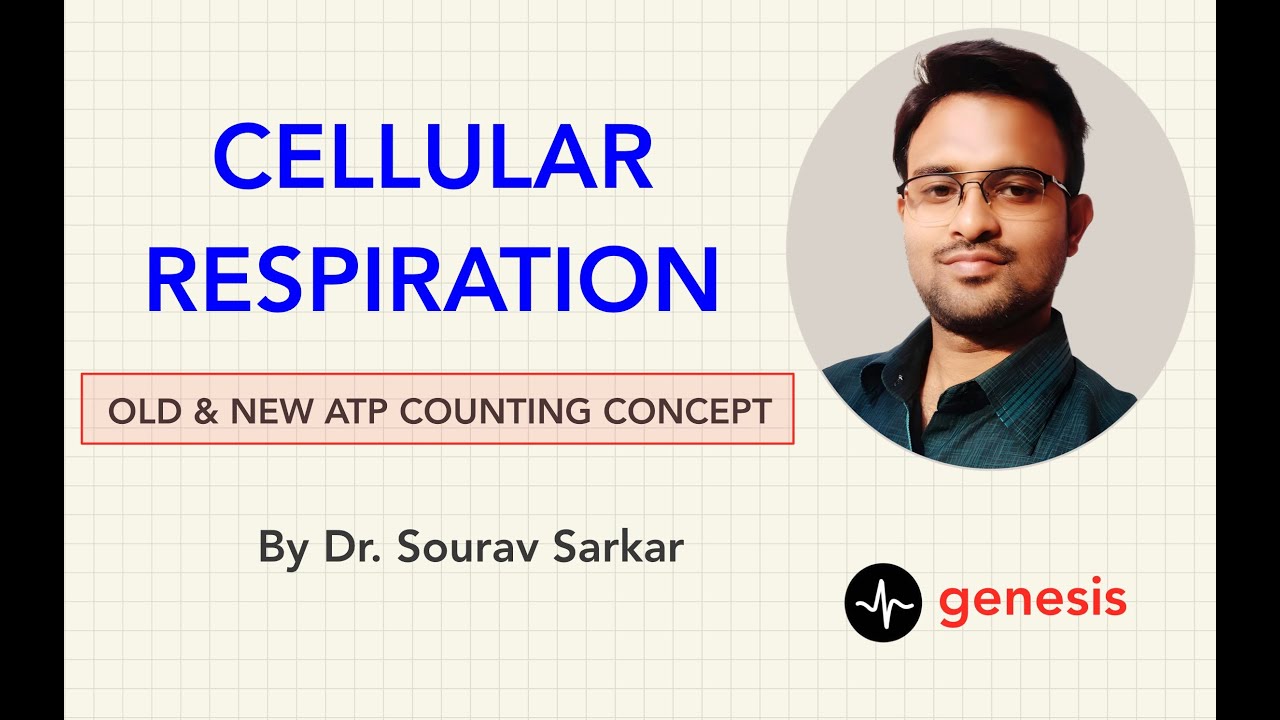 Cellular respiration ATP counting OLD and NEW concept - YouTube