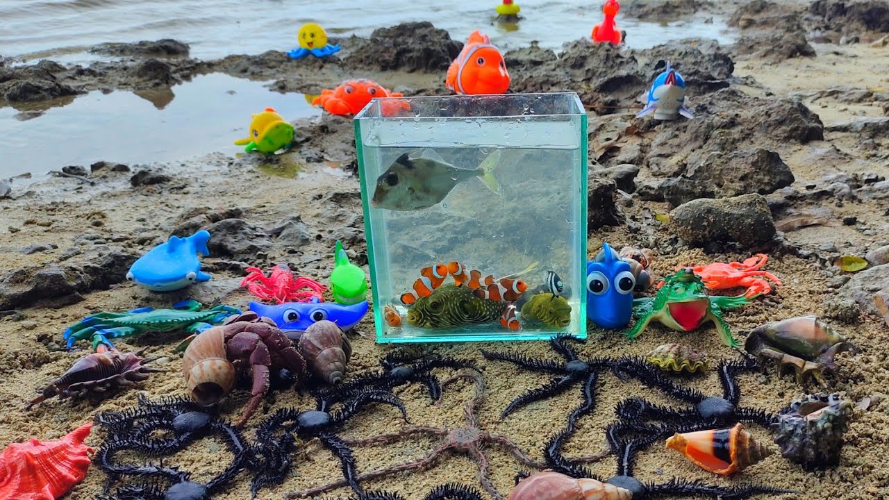 Find large hermit crabs, starfish, crabs, ornamental fish, nemo fish ...