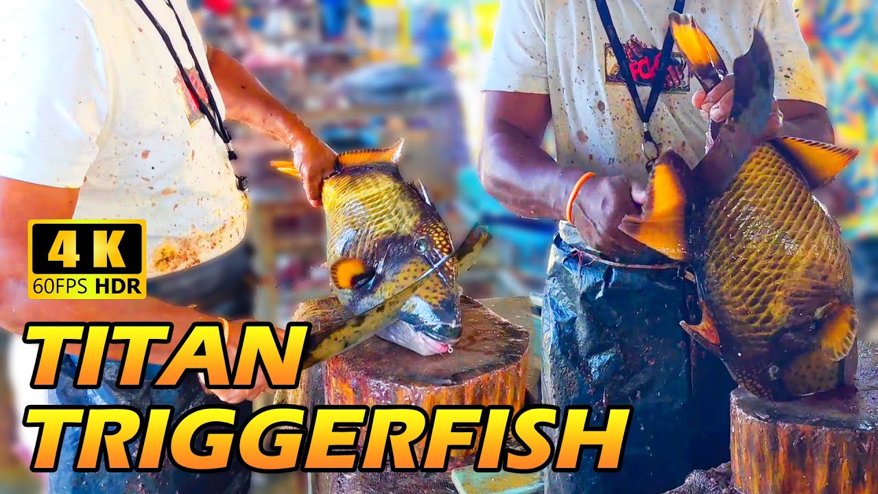 GIANT TITAN TRIGGERFISH CUTTING | Japans Best Seafood in TITAN TRIGGERFISH #triggerfish #fishing ...