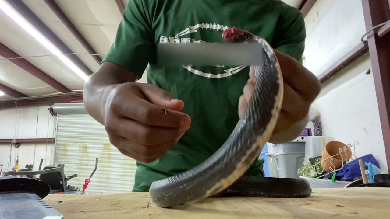 How to skin a snake - YouTube