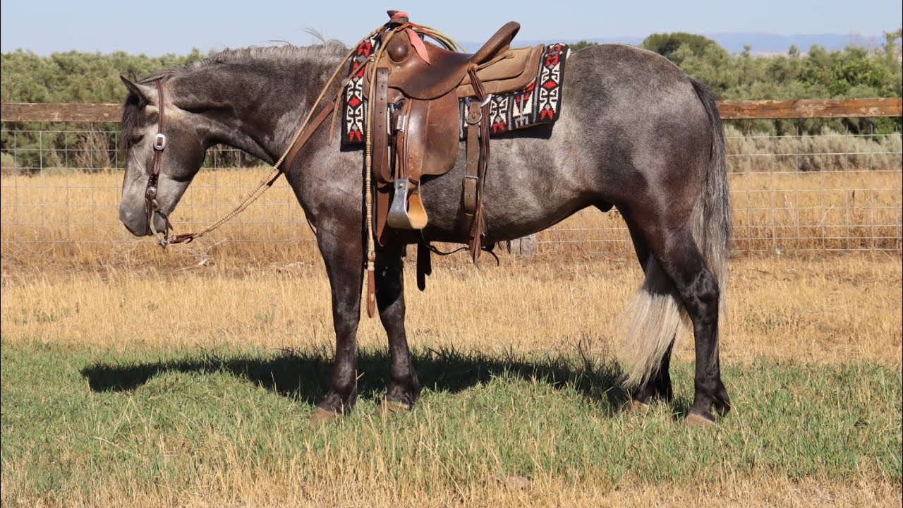 Dutton, 2017 Gypsy Draft Cross Gelding offered By Running P Performance ...