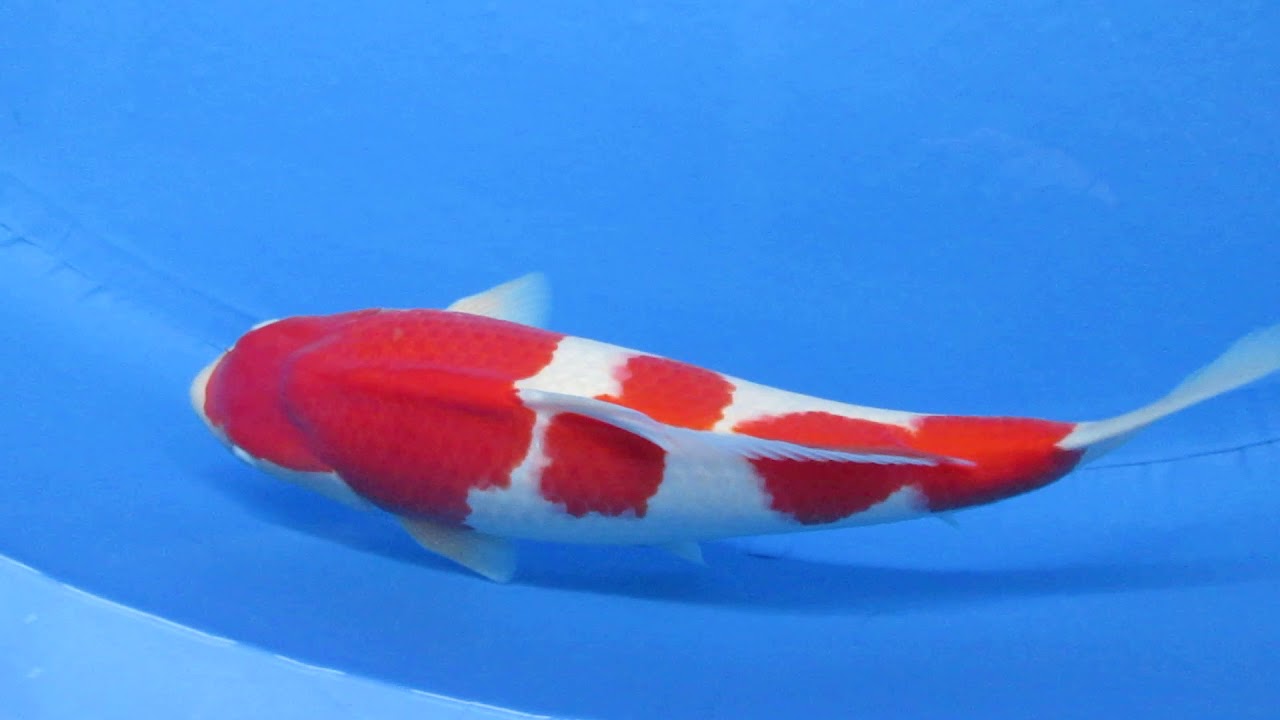 DAINICHI KOHAKU 2 years old. Mother is Super Kohaku - YouTube