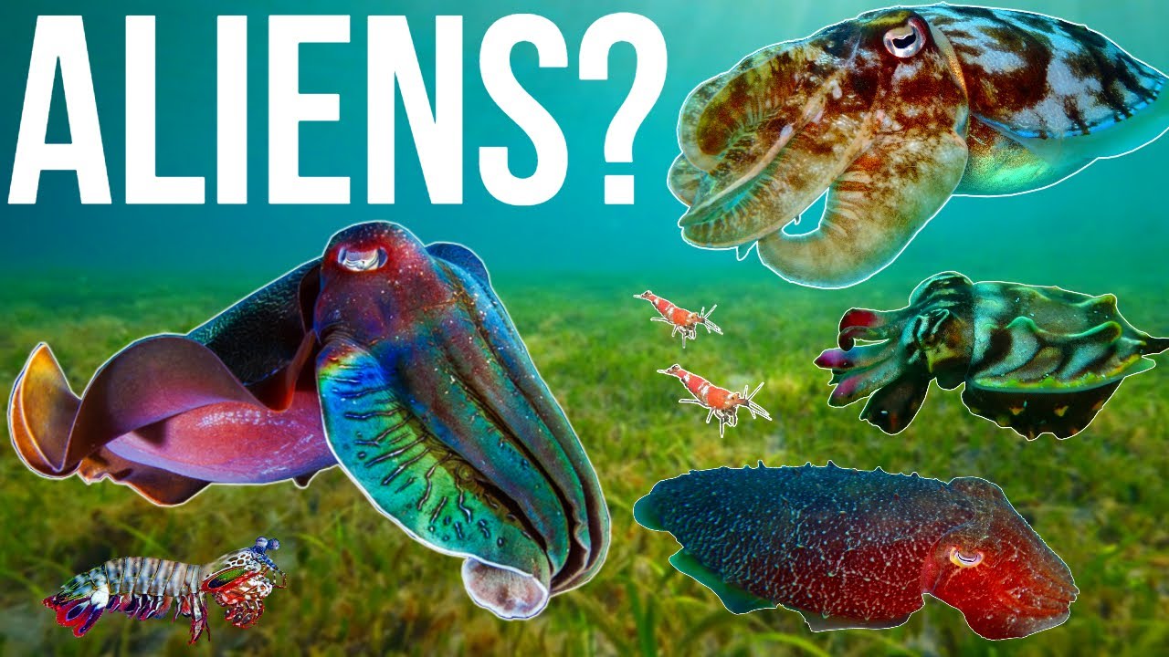 Cuttlefish The Aliens Of The Ocean - YouTube