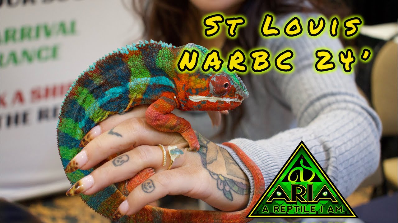The Best of The St Louis NARBC Reptile Show - YouTube