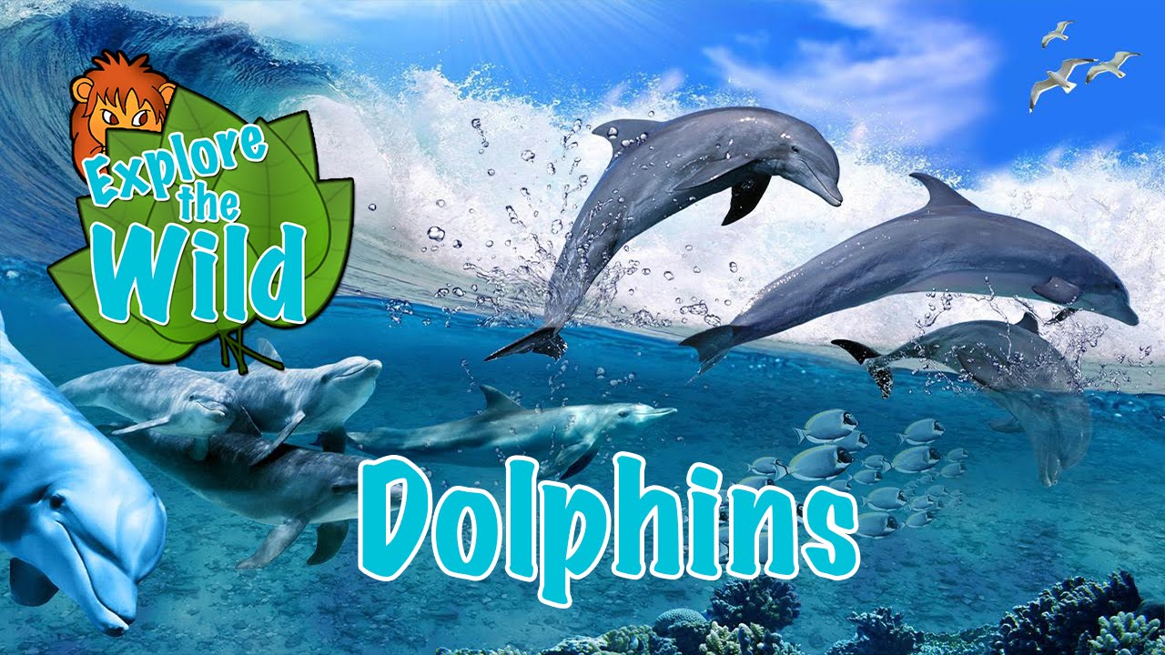 Dolphins on Explore the Wild - YouTube