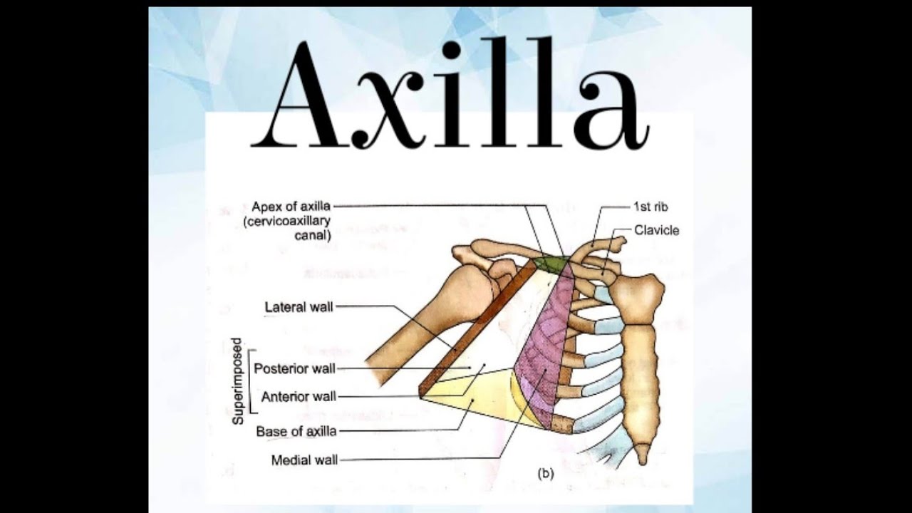 Axilla and its Contents Anatomy (Part1) - YouTube