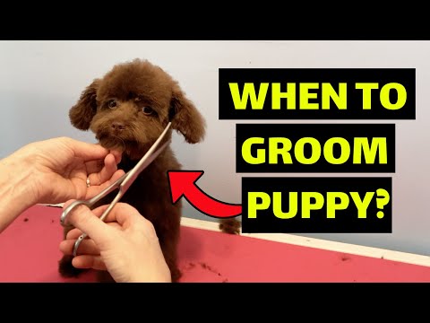 What is the Ideal Age for a Puppy's First Grooming Session?