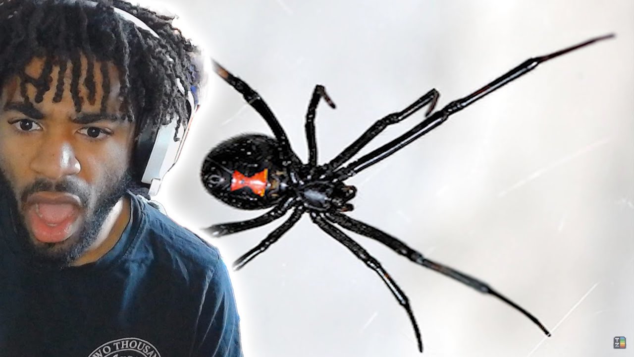 So My Childhood Was A Lie | TierZoo - The Spider Tier List - YouTube