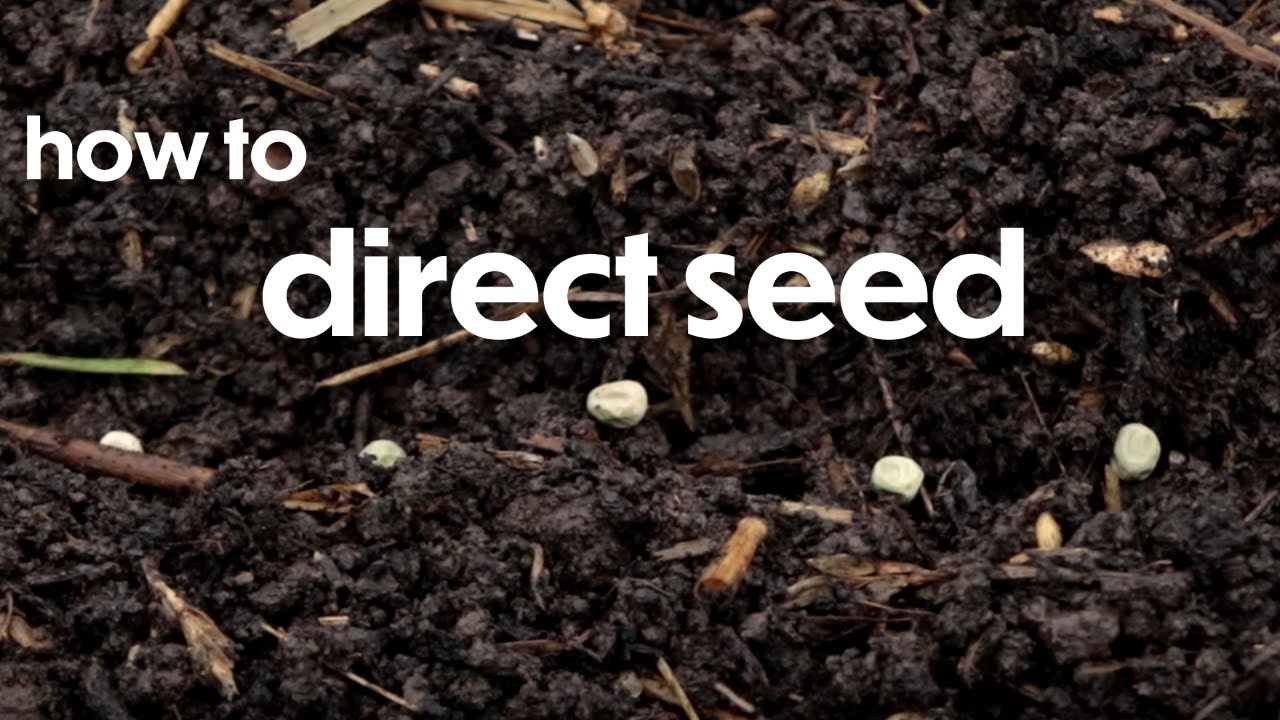 Direct Seeding versus Transplanting: How to Direct Seed | Farm your ...