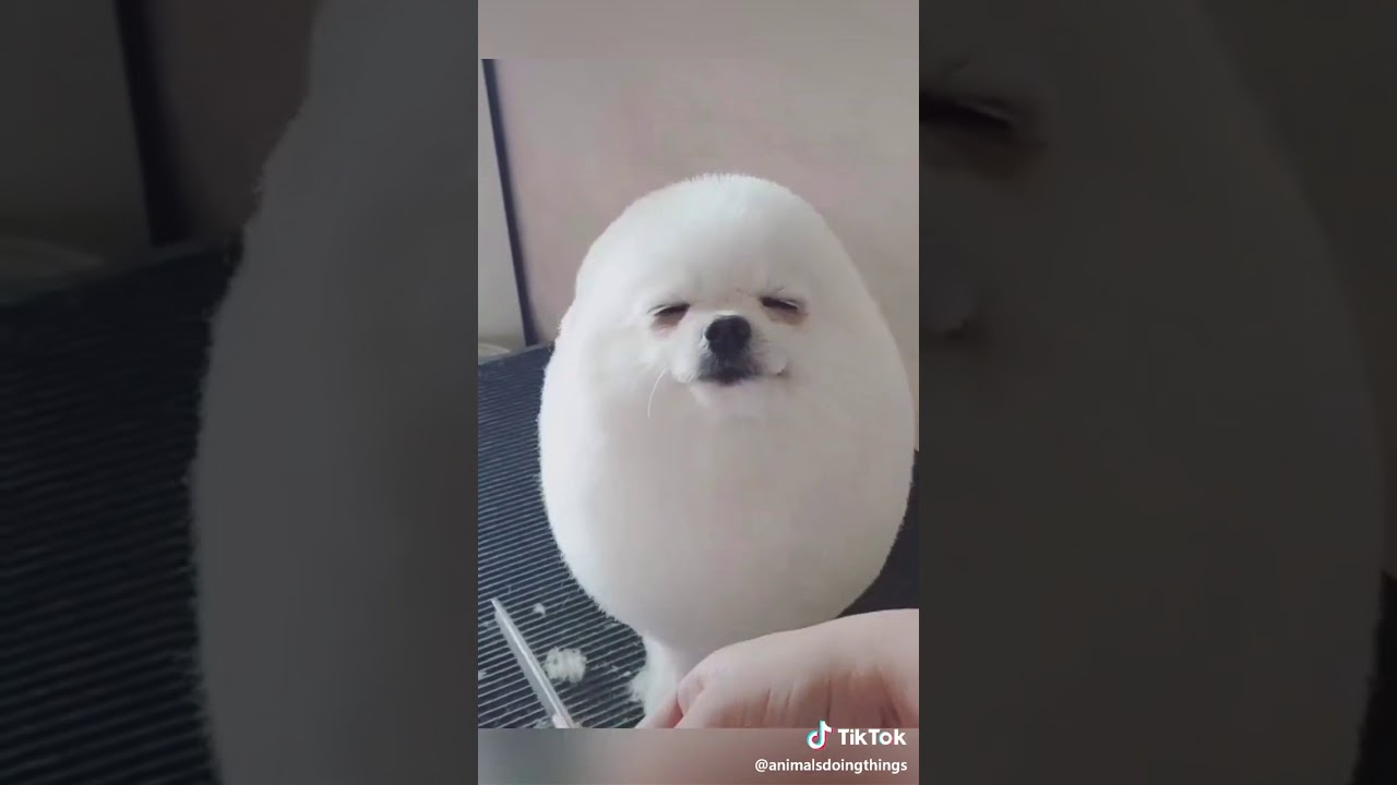 FLUFFY🥳🥳 - YouTube