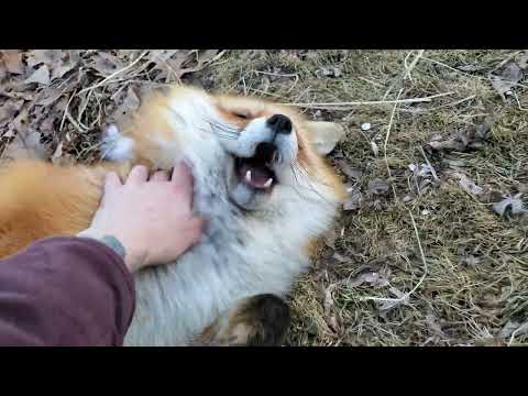 Finnegan gets very jealous when I pet Dixie