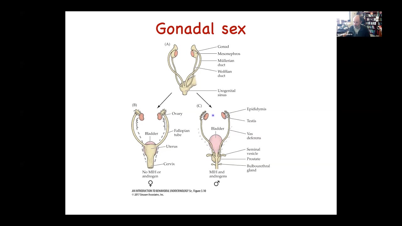 Dr. Ignacio Moore seminar on 2021-04-30: The Biology of Sex - YouTube