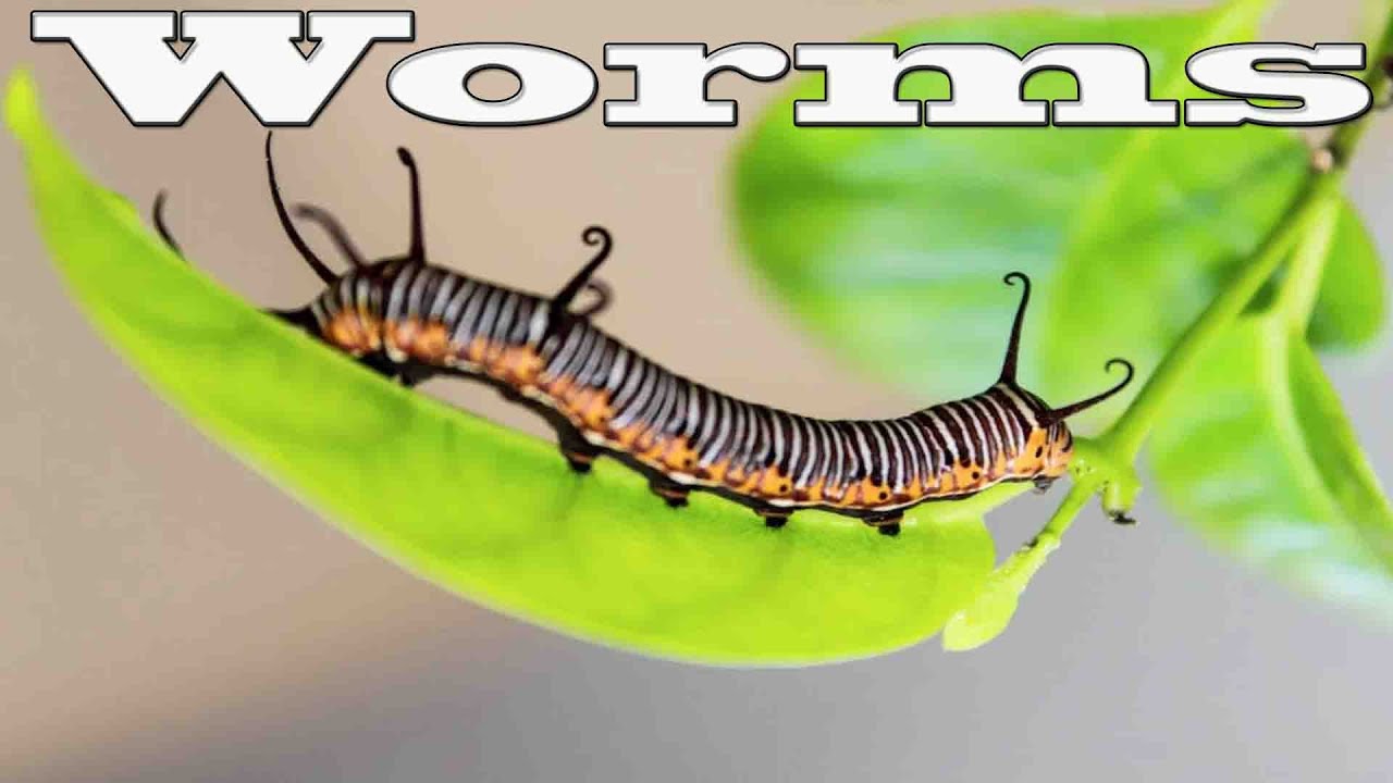 Worms - YouTube