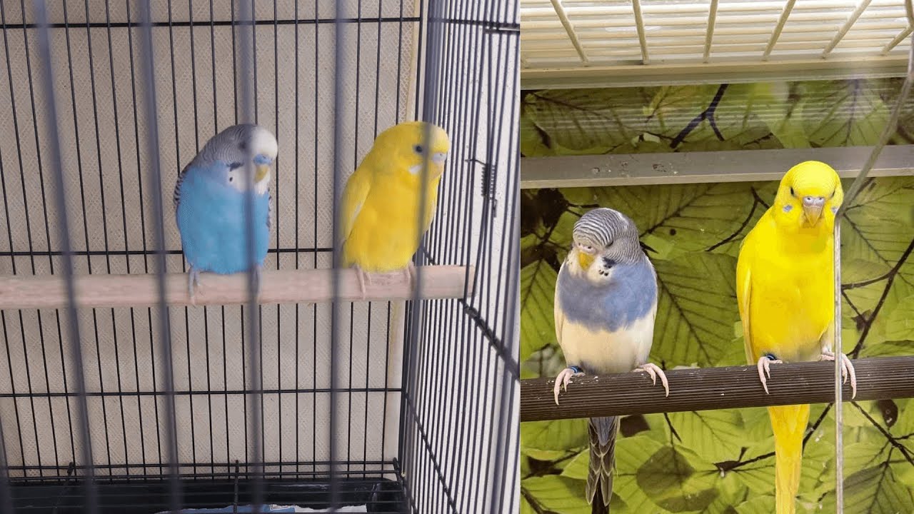 budgies parrot | Parakeets Doing Blast Activities Early Morning Loud ...