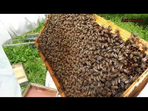Günlük Yumurta, Açık yavru, Kapalı yavru, Petek Kontrolü (Arıcılık Eğitimi 4)