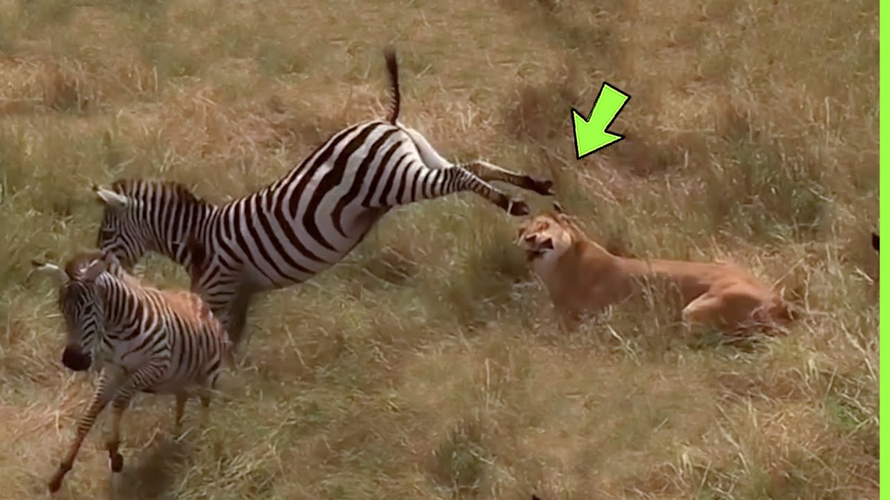 ZEBRA ACERTA CHUTE NA CARA DO LEÃO - YouTube