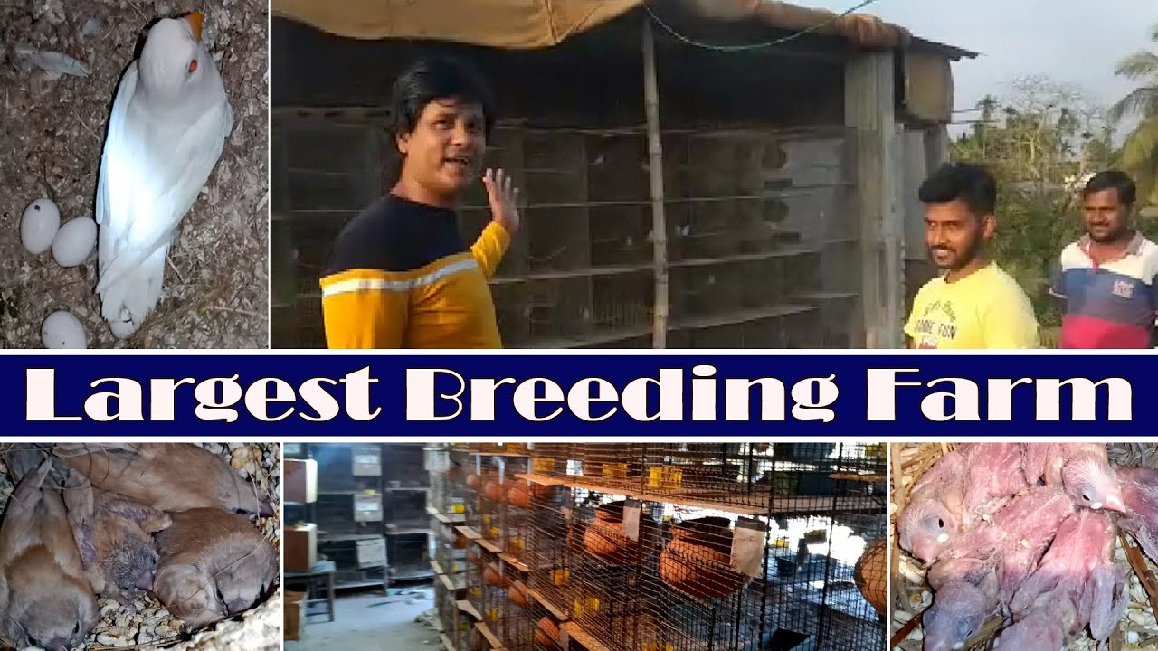 Visit One of largest Java's breeding farm in our West Bengal ...