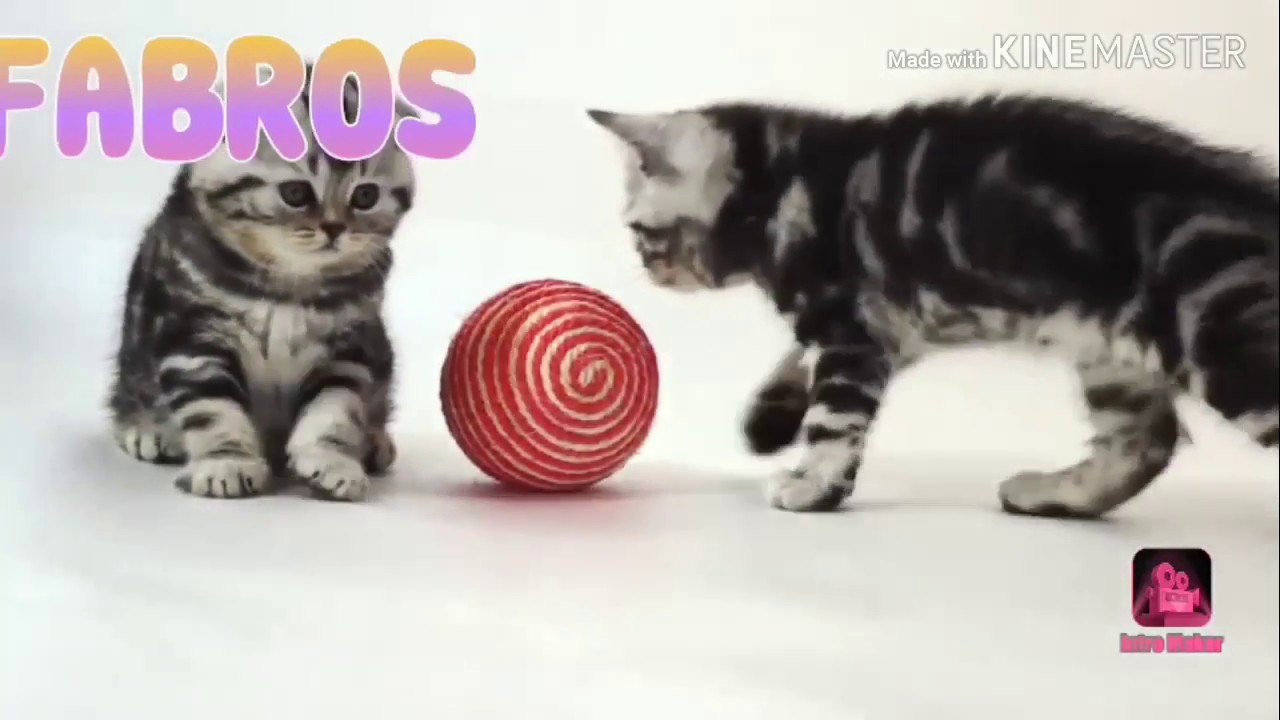 Cat Daily Routine - YouTube