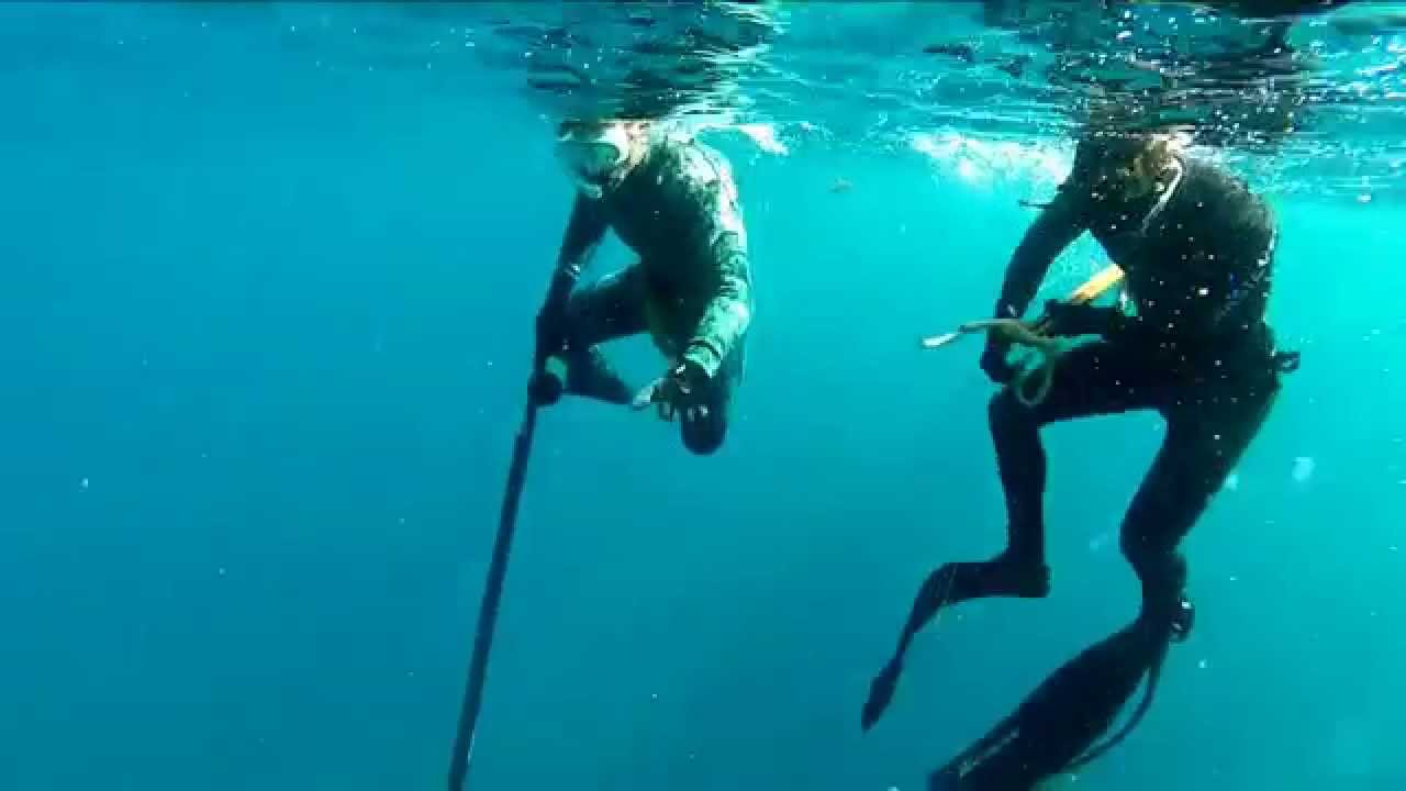 Spearfishing - Sharks of Western Australia - YouTube