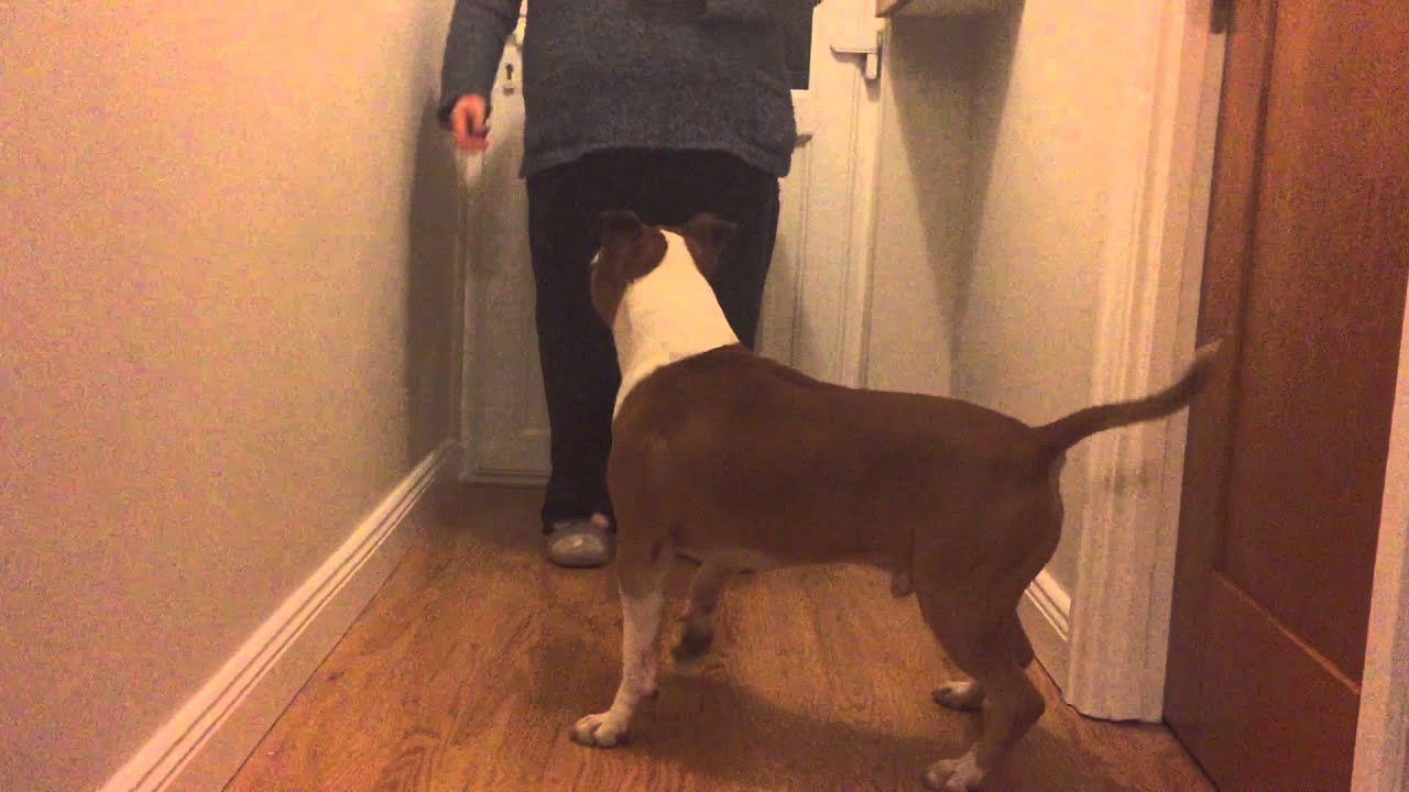 Spin Verbal Cue YouTube spin-verbal-cue-youtube