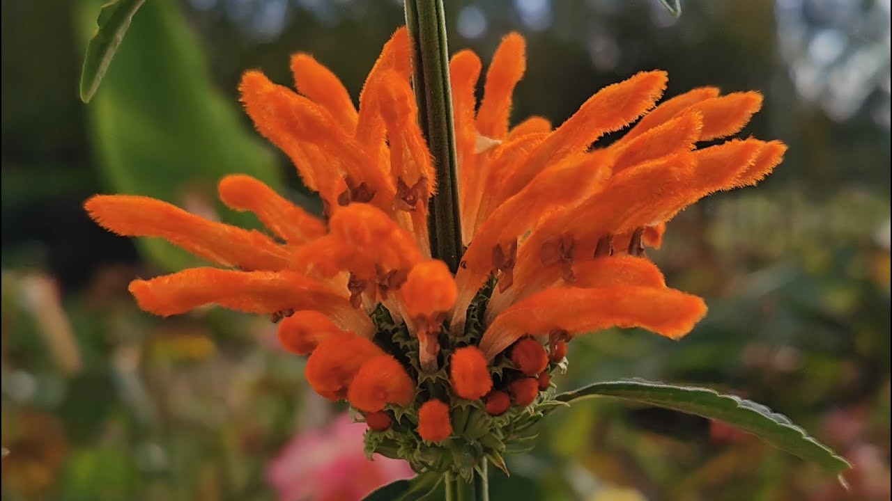 Leonotis leonurus, a beautiful autumn blooming plant with bright orange ...