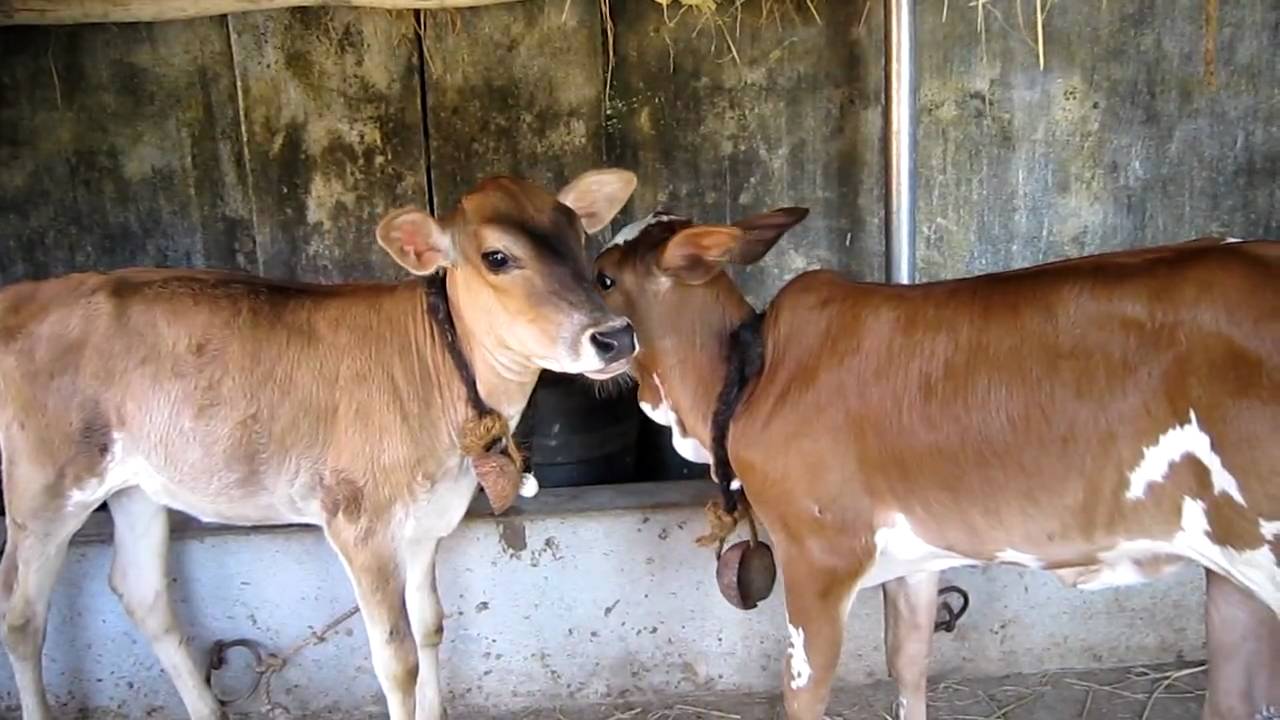 Goshala at Puzhal, Chennai - YouTube