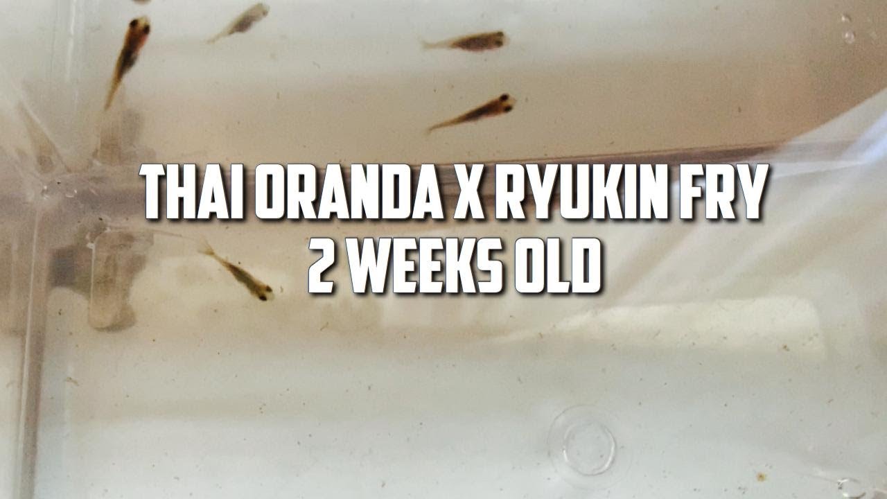Thai Oranda x Ryukin Fry: 2 Weeks Old // Kentucky Orandas - YouTube