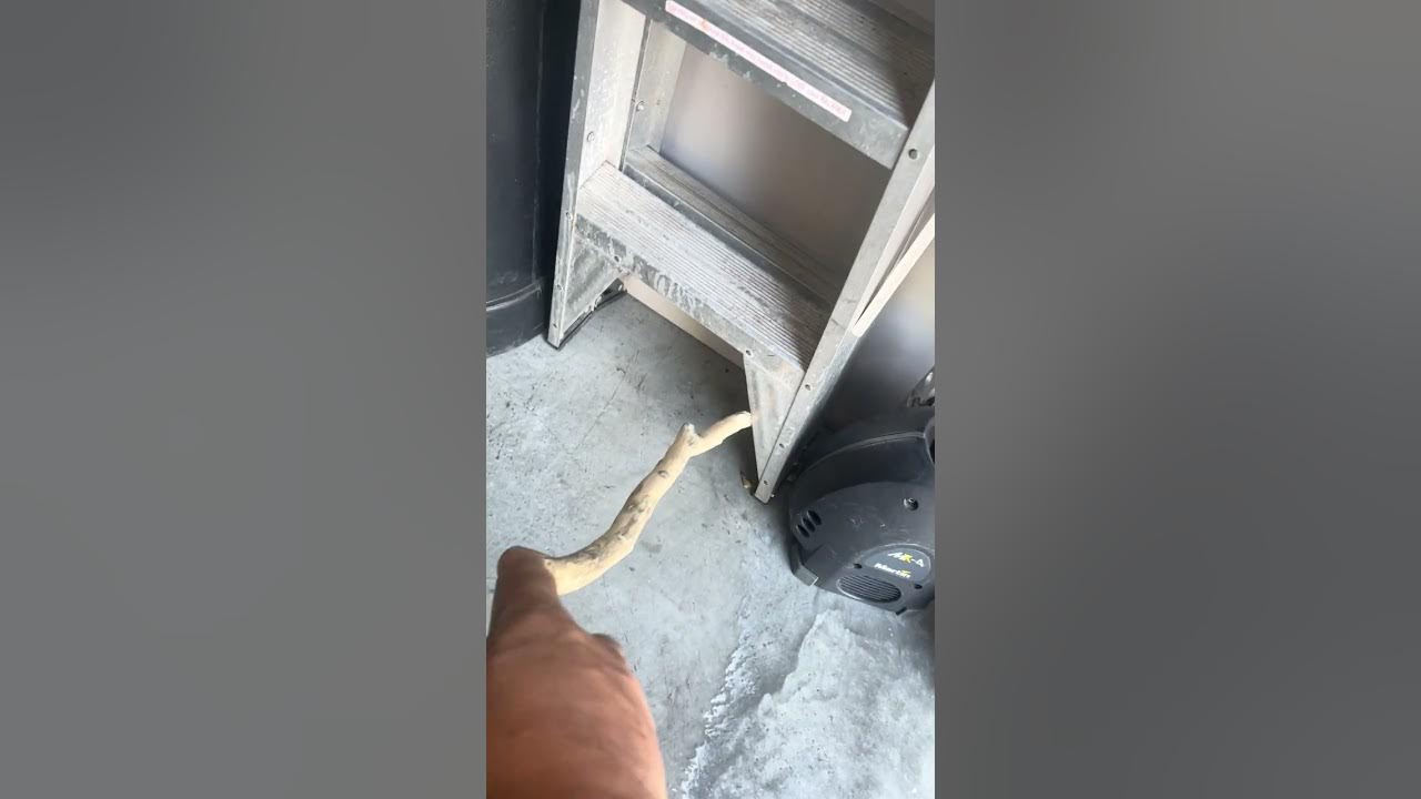 A CHUBBY SNAKE IN MY GARAGE???... - YouTube